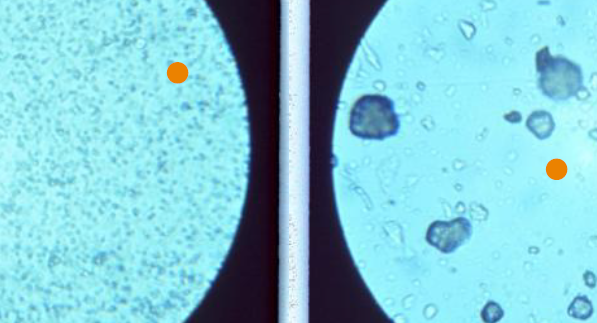 Uso de ZZ Cuprocol en cítricos – Fitocer | Especialistas en protección ...